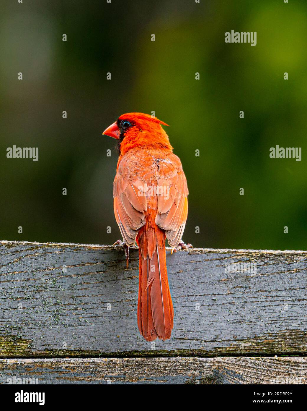 Cardinal bird on a fence hi-res stock photography and images - Alamy