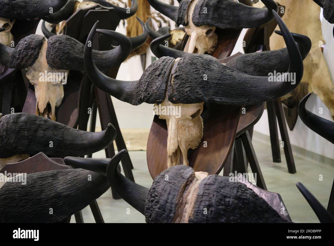 The museum of hunting in Keszethely,Hungary,More than 280 full-size ...