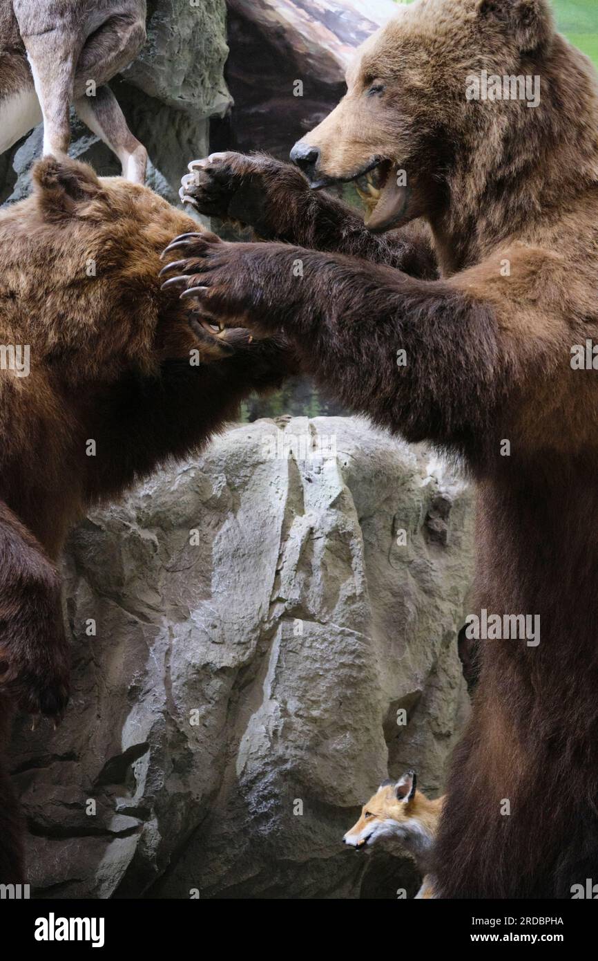 The museum of hunting in Keszethely,Hungary,More than 280 full-size ...