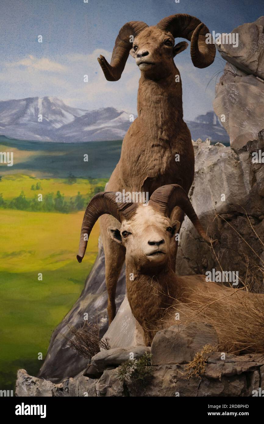 The museum of hunting in Keszethely,Hungary,More than 280 full-size ...