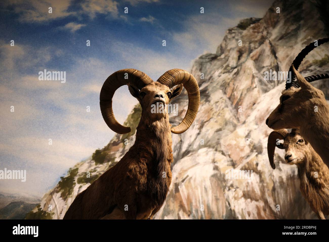 The museum of hunting in Keszethely,Hungary,More than 280 full-size ...