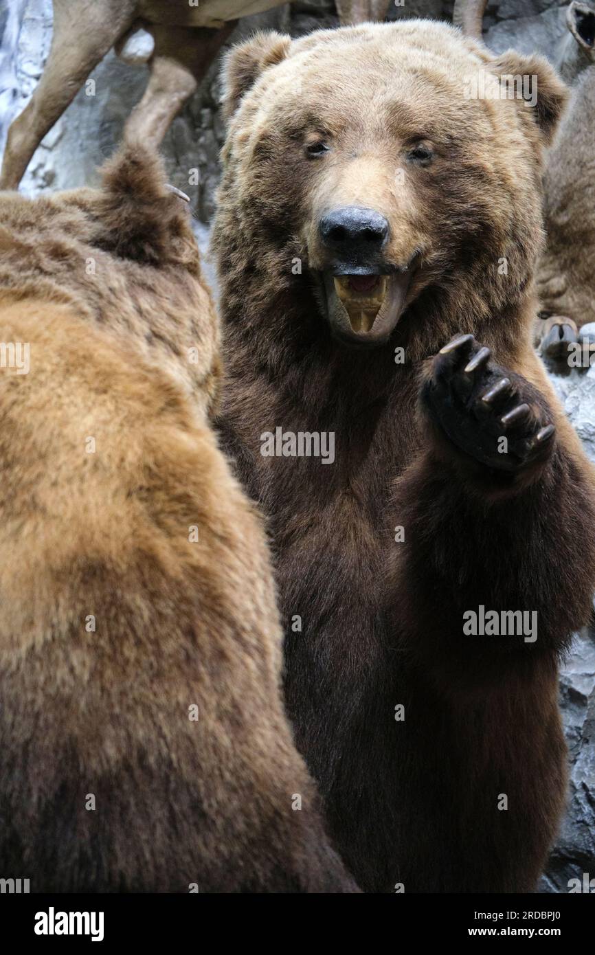The museum of hunting in Keszethely,Hungary,More than 280 full-size ...