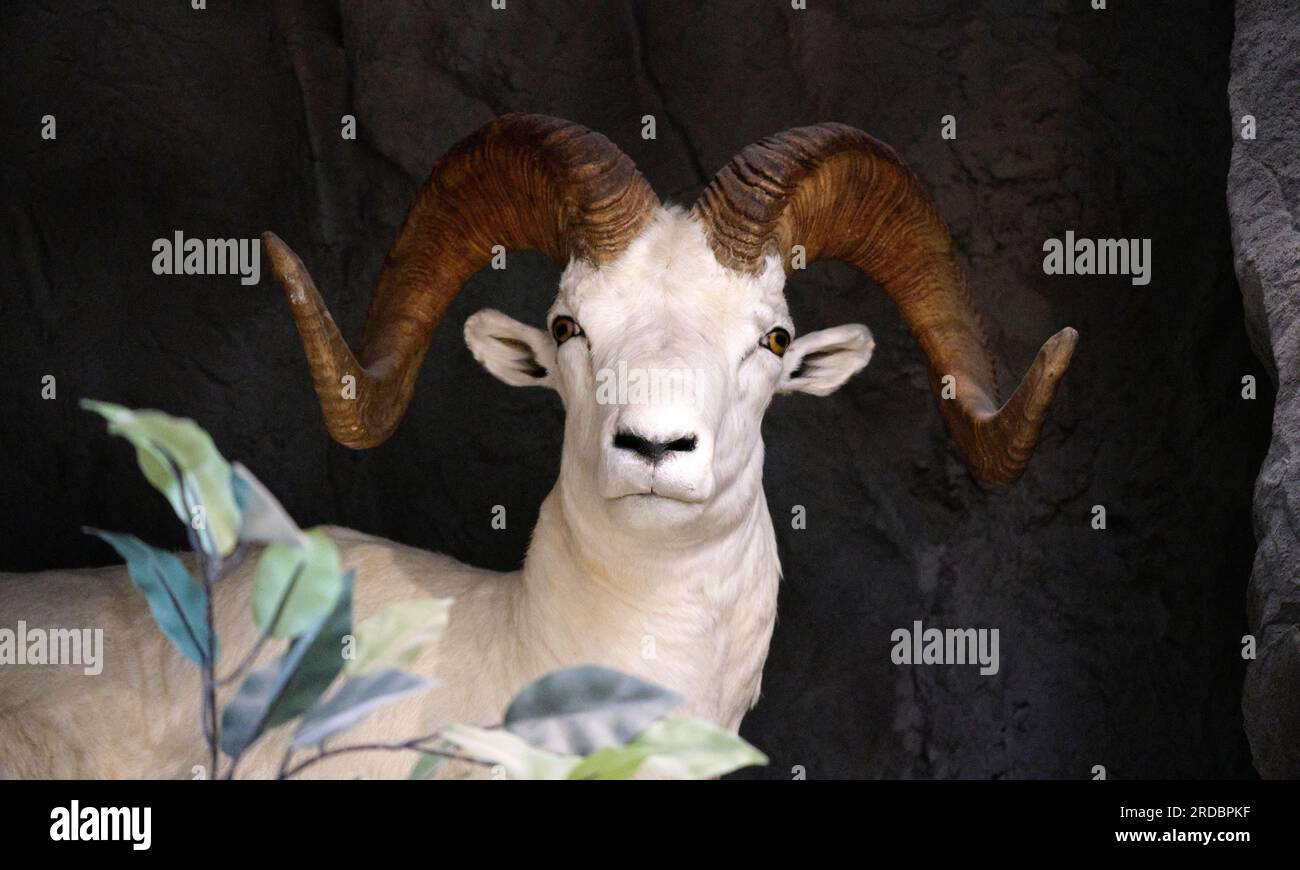 The museum of hunting in Keszethely,Hungary,More than 280 full-size ...