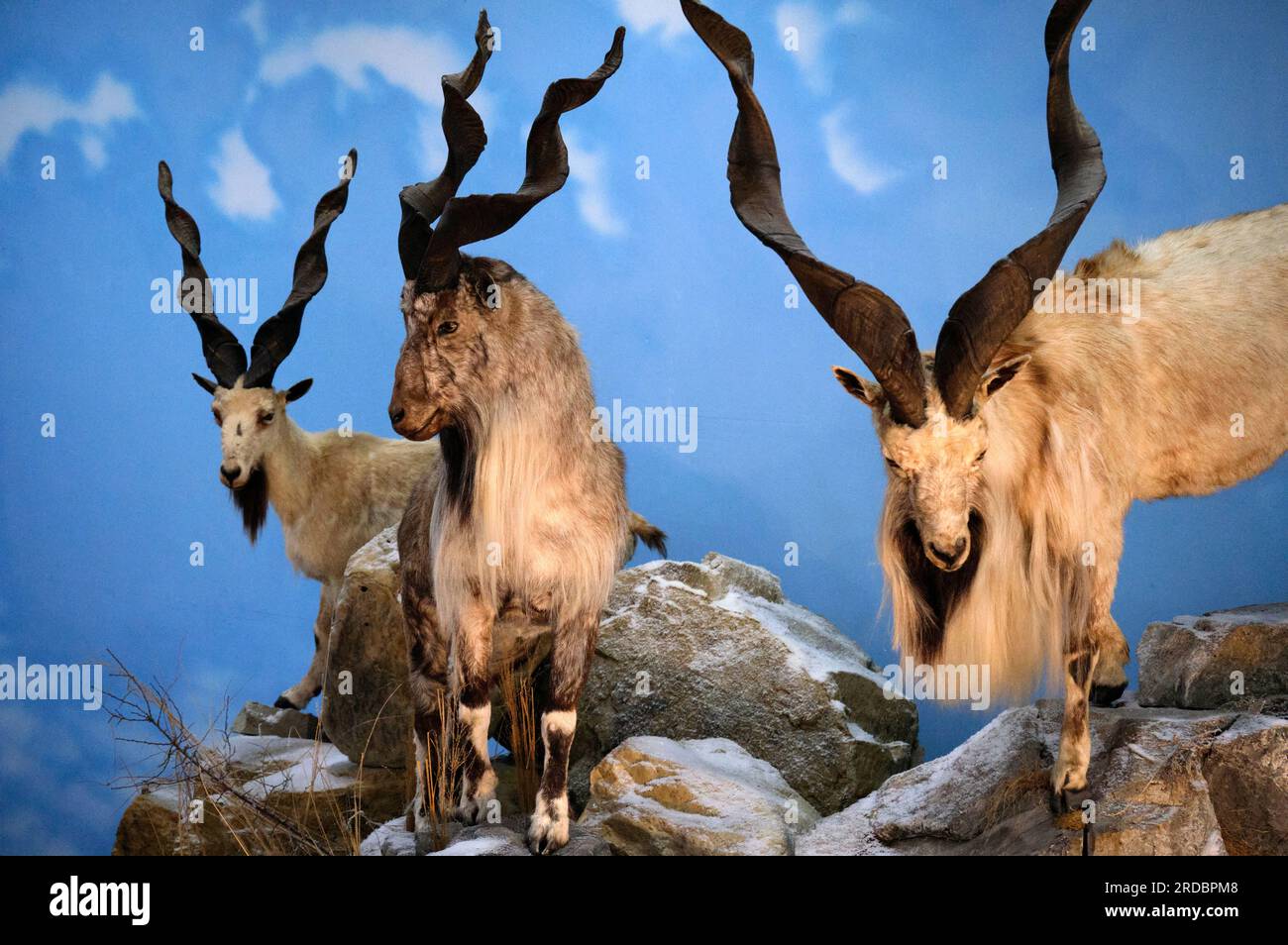 The museum of hunting in Keszethely,Hungary,More than 280 full-size ...