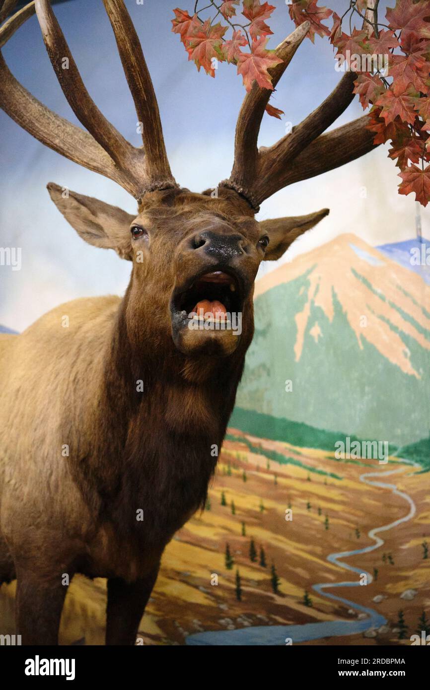 The museum of hunting in Keszethely,Hungary,More than 280 full-size ...