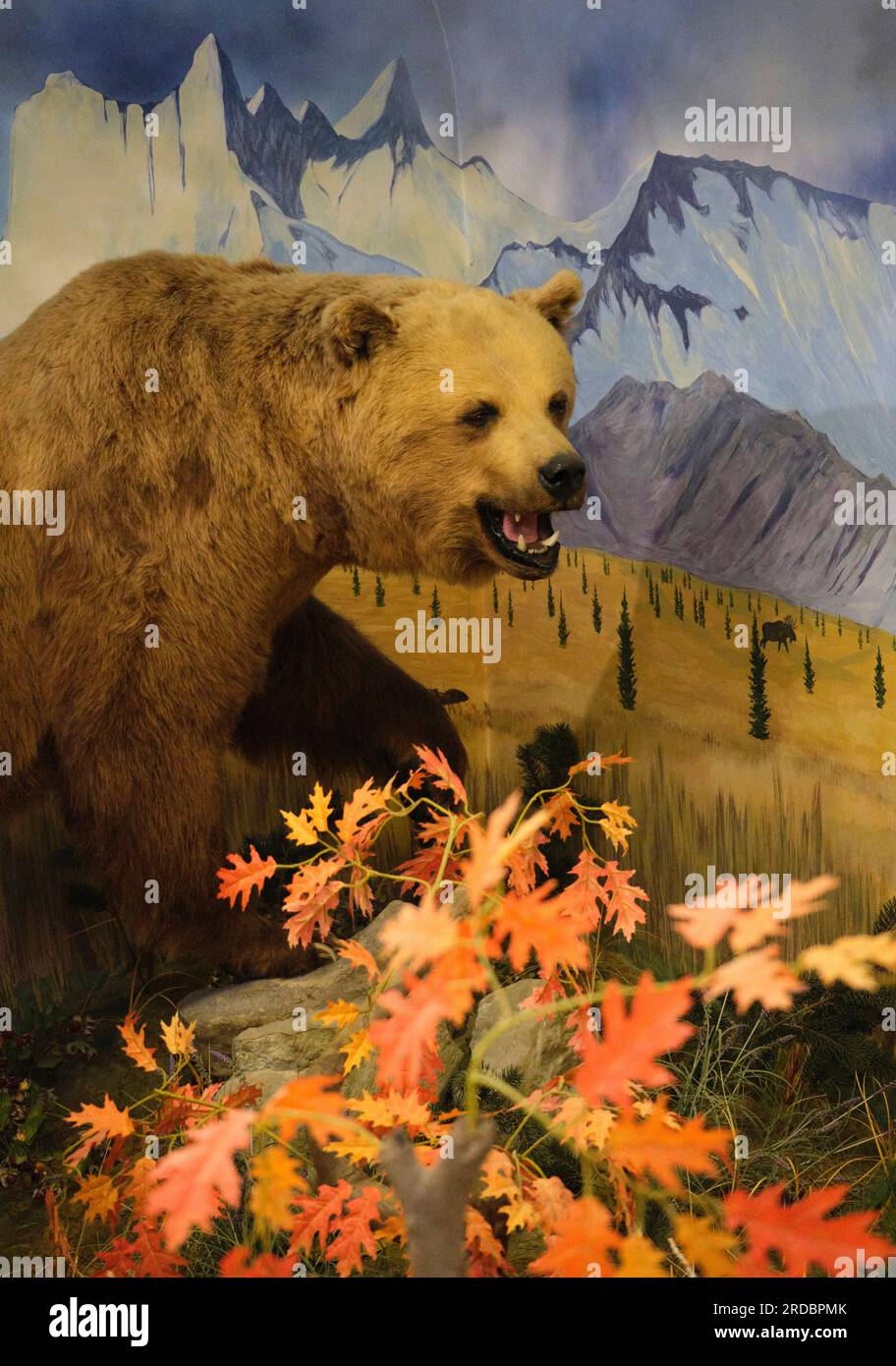 The museum of hunting in Keszethely,Hungary,More than 280 full-size ...