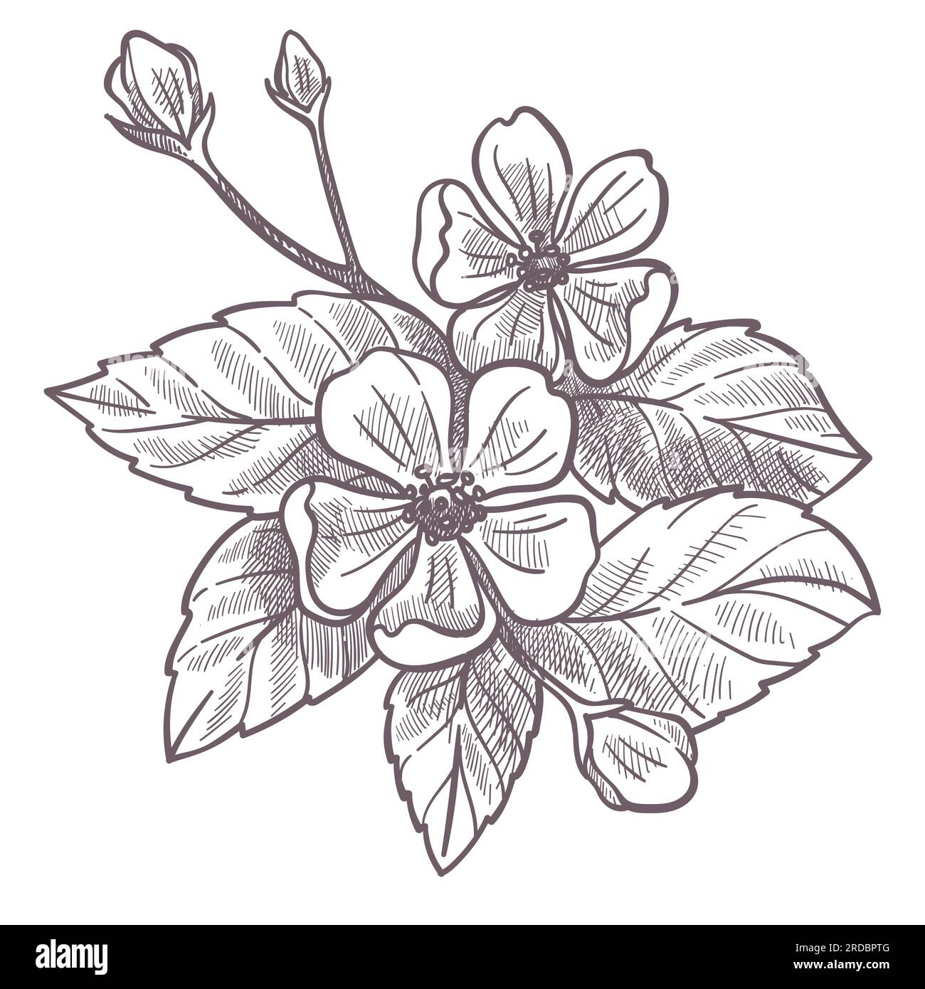 Fruit bush blossom Stock Vector Images - Alamy