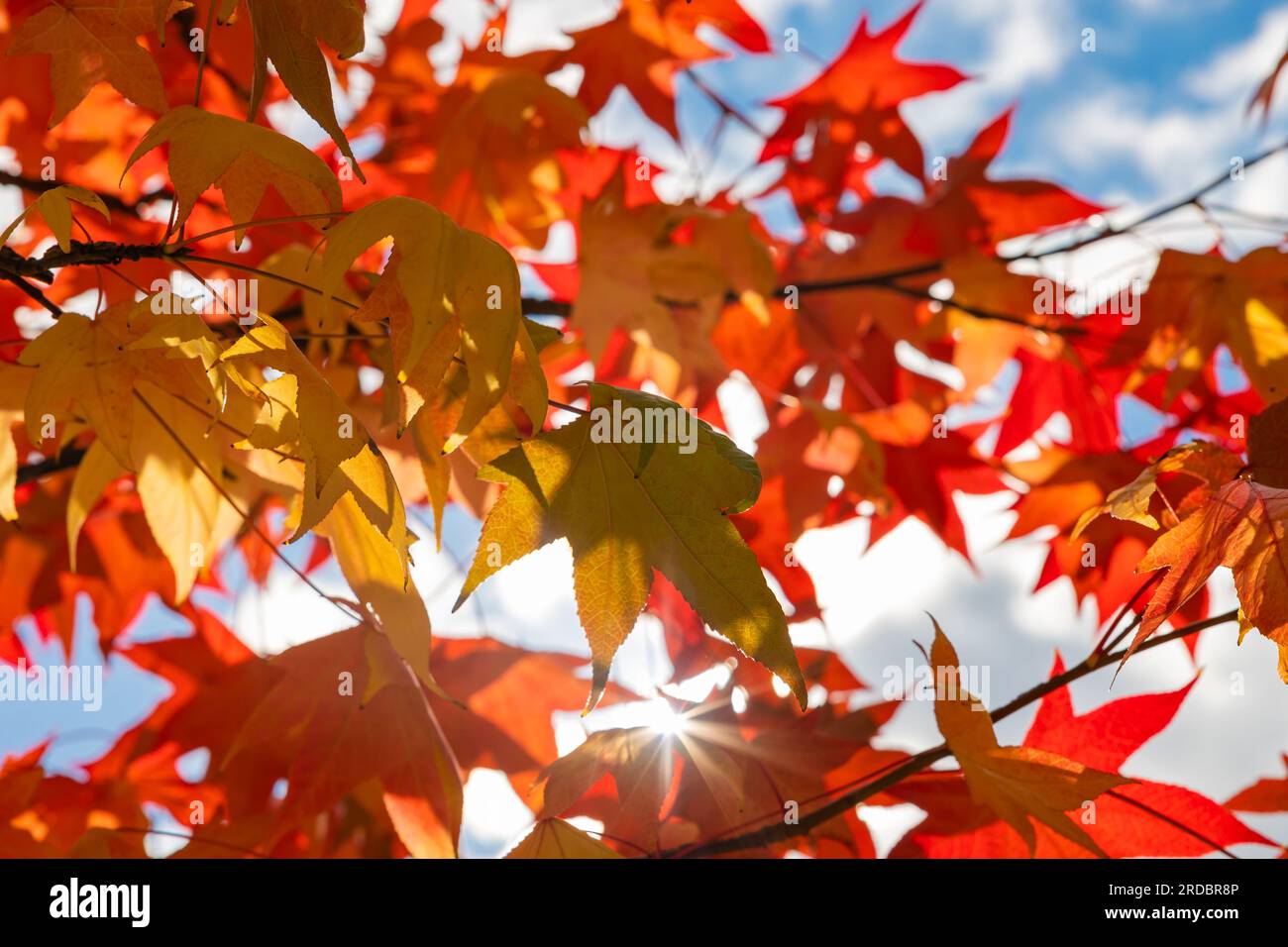 Fall or autumn view. Plane tree leaves in the autumn with direct ...