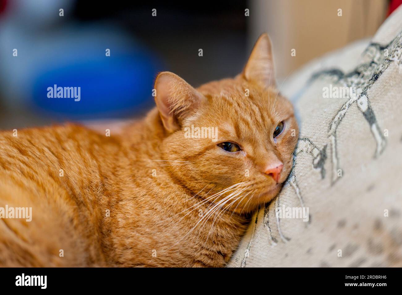 Ginger cat sleeping in bed hi-res stock photography and images - Alamy