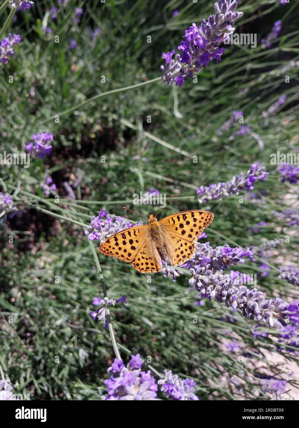 butterfly and lavender Stock Photo - Alamy