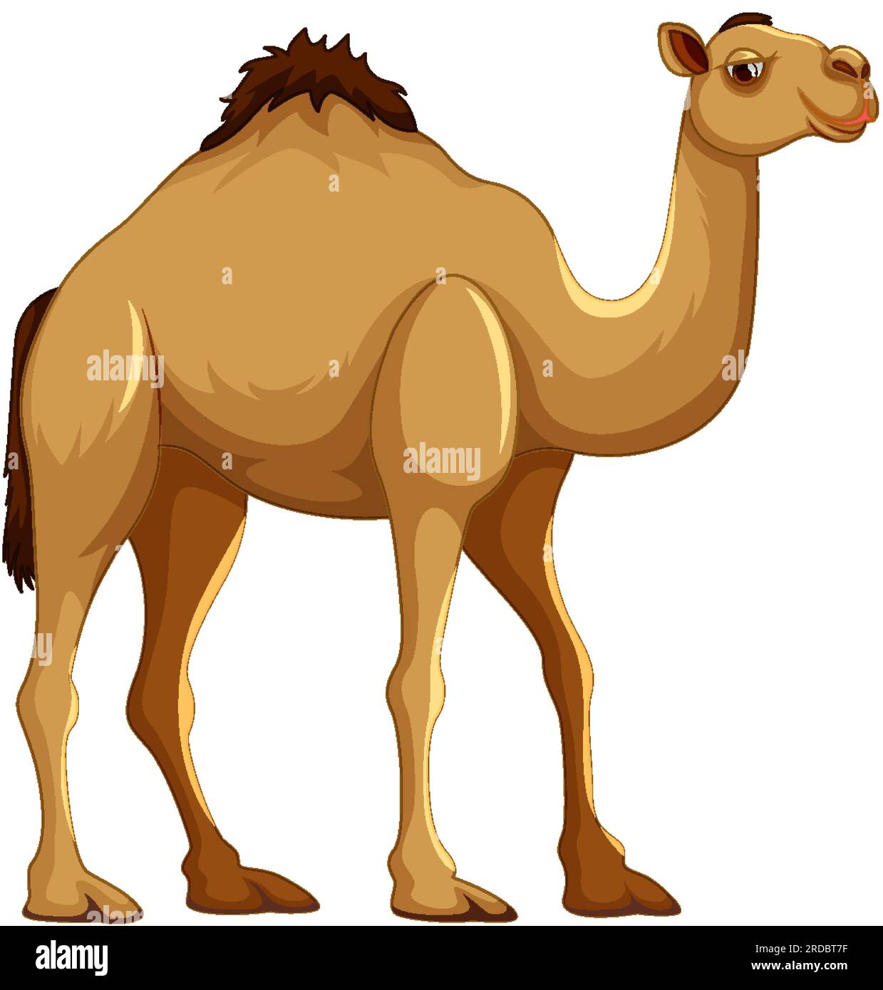 A vector cartoon illustration of a camel walking in isolation on a ...