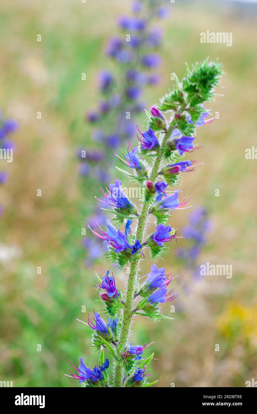 field of blooming Chamaenerion sally flowers. Purple Alpine Fireweed ...