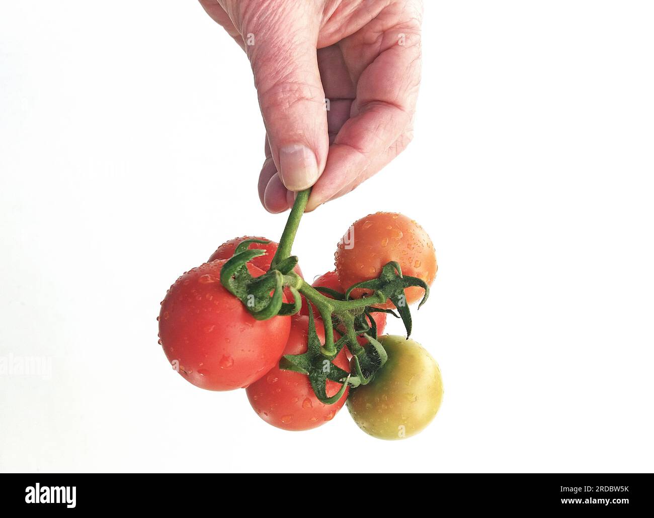 Cherry tomatoes are a species of tomato that are smaller in size and ...