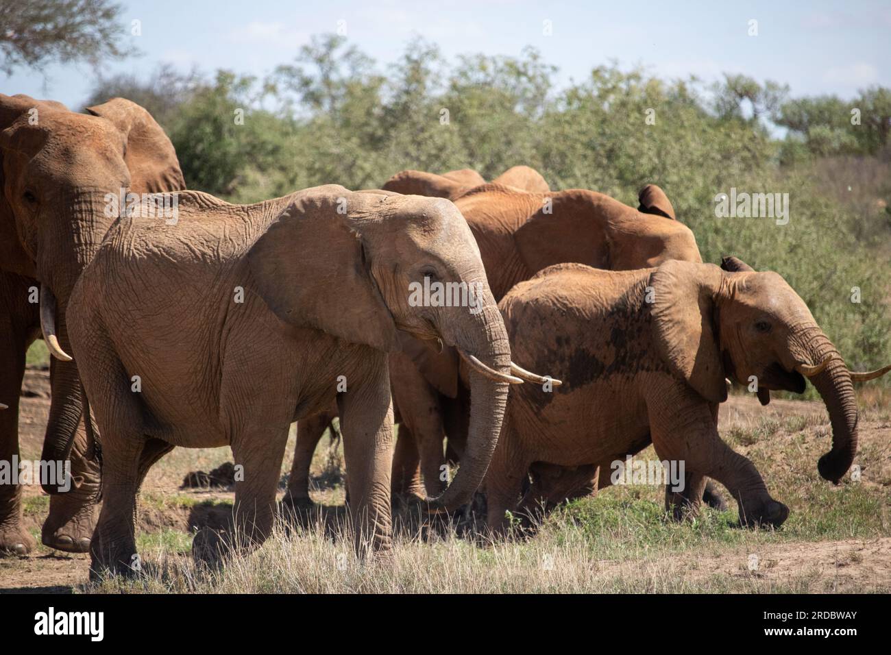 The great mighty red African elephants in Kenya in Tsavo east national ...