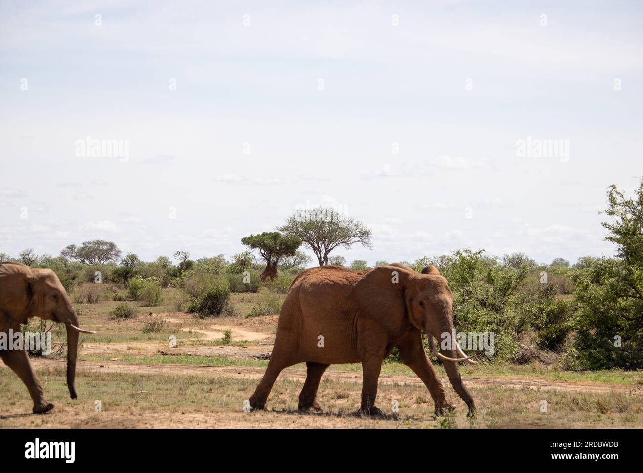 The great mighty red African elephants in Kenya in Tsavo east national ...