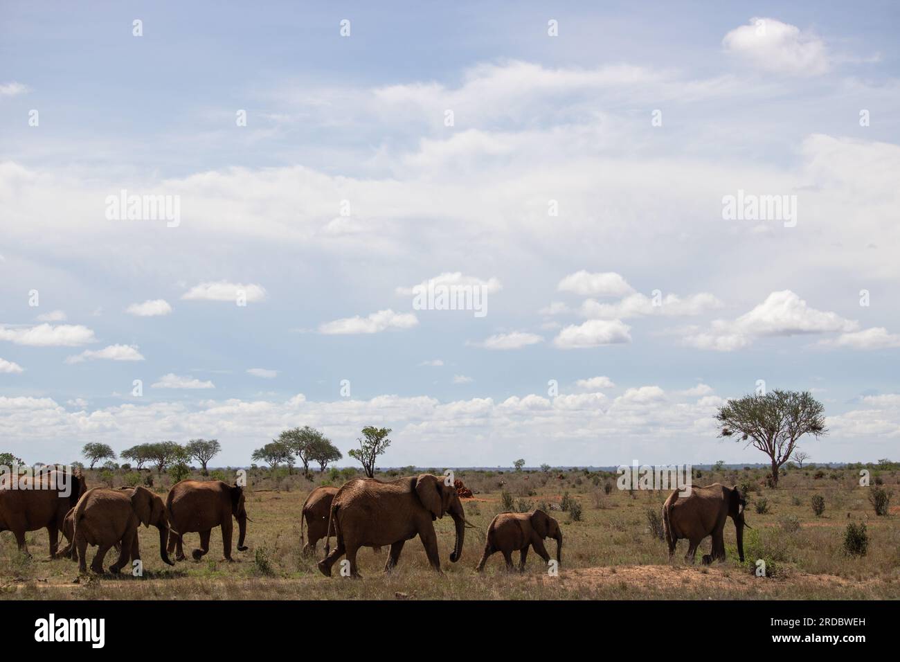 The great mighty red African elephants in Kenya in Tsavo east national ...