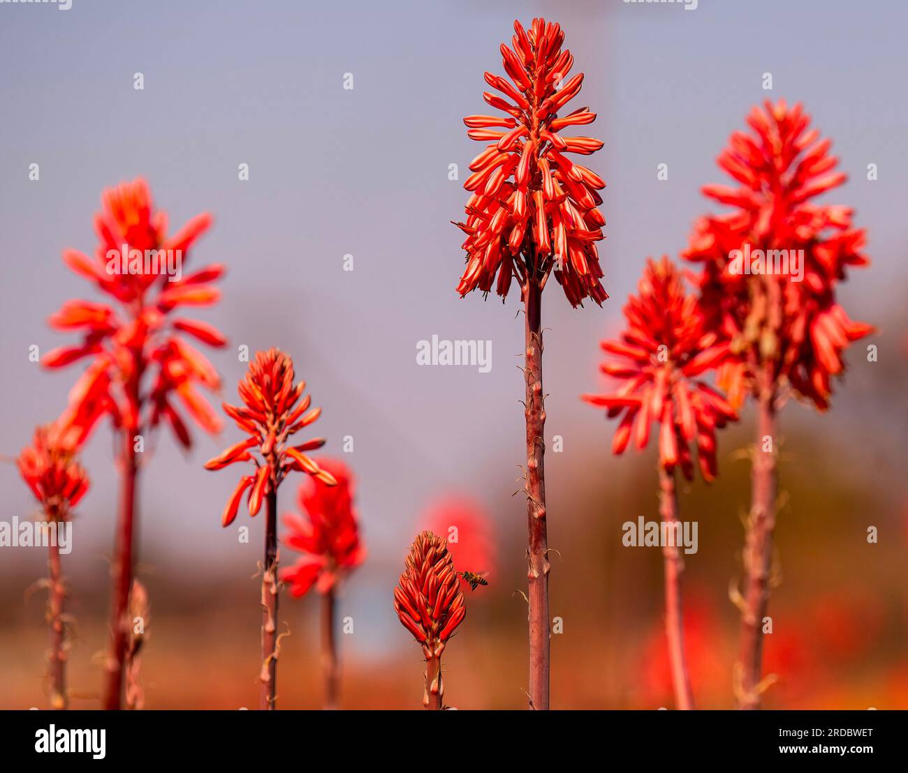 Aloe affinis hi-res stock photography and images - Alamy
