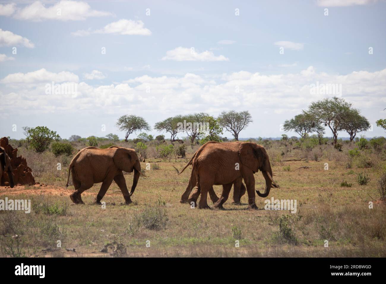 The great mighty red African elephants in Kenya in Tsavo east national ...