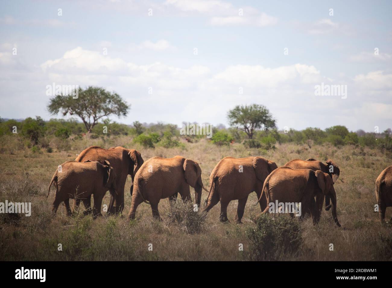 The great mighty red African elephants in Kenya in Tsavo east national park. Nice closeup of one ...
