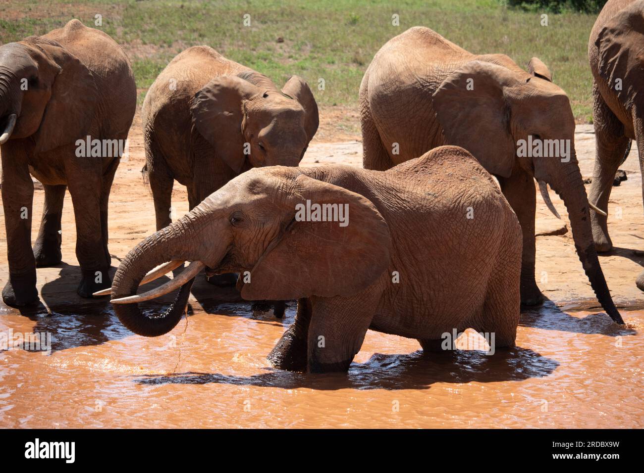 Elephants in Kenya Africa. Animals from a herd of elephants in Kenya ...