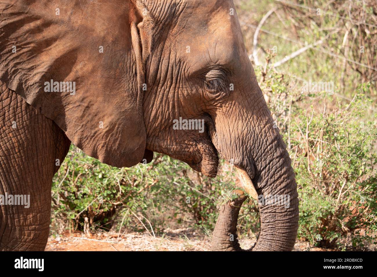 The great mighty red African elephants in Kenya in Tsavo east national ...