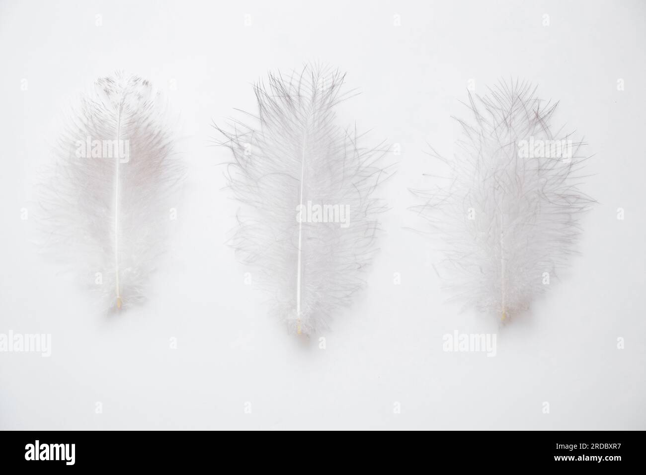 Three large bird feathers lie on a white background as a background ...