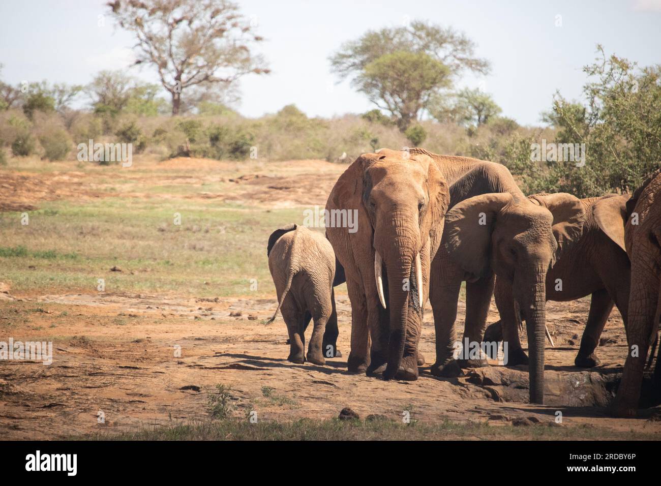 The great mighty red African elephants in Kenya in Tsavo east national ...