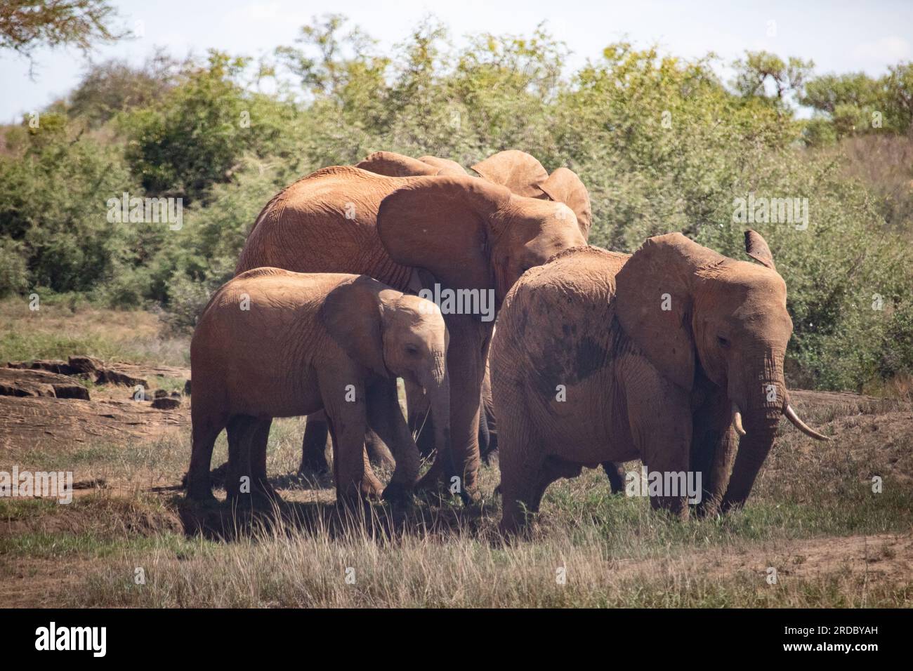 The great mighty red African elephants in Kenya in Tsavo east national park. Nice closeup of one ...