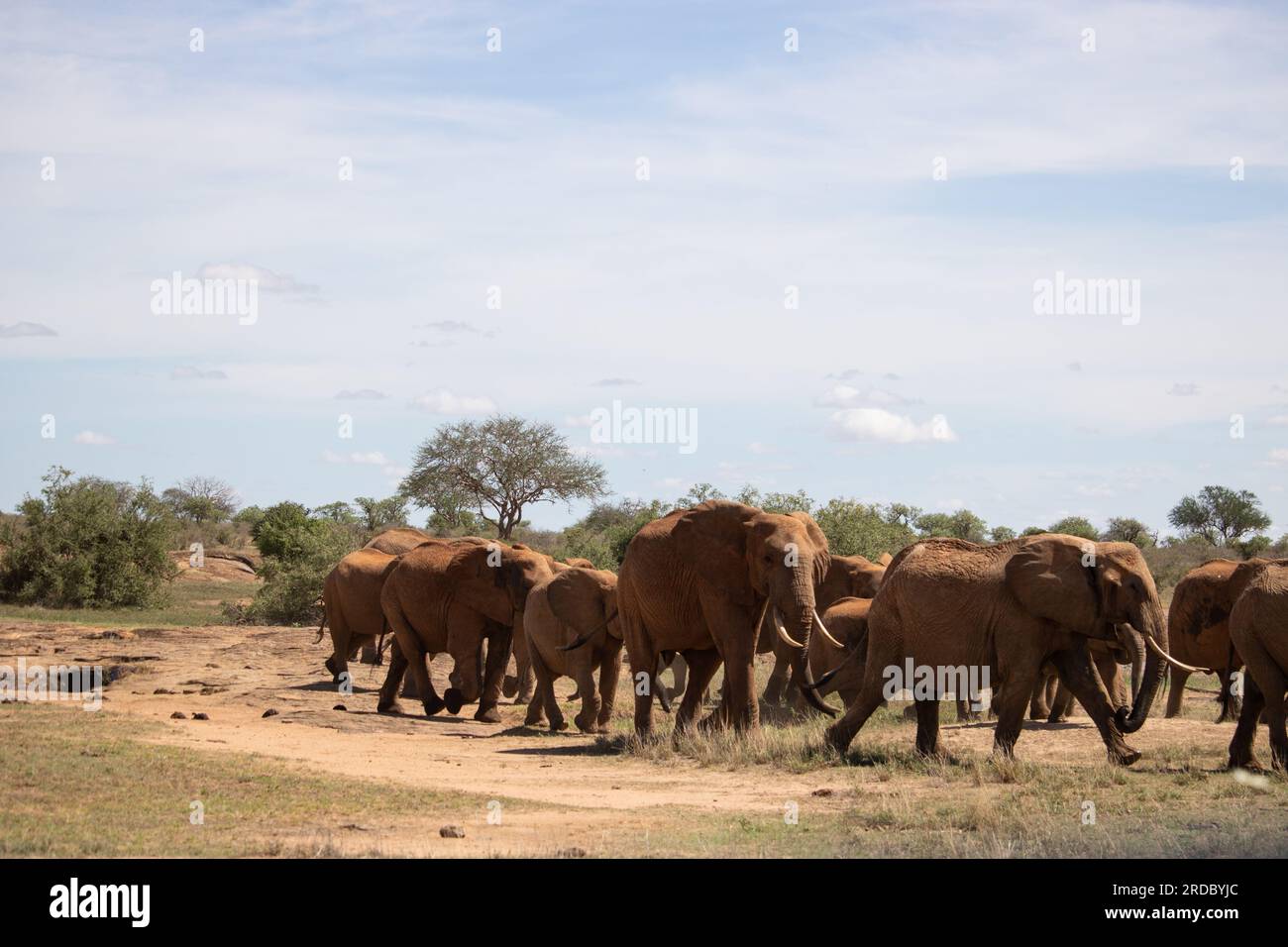 The great mighty red African elephants in Kenya in Tsavo east national ...