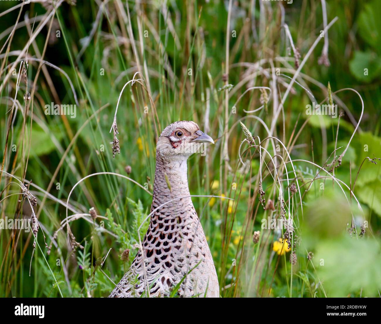 Female pheasant profile Stock Photo - Alamy