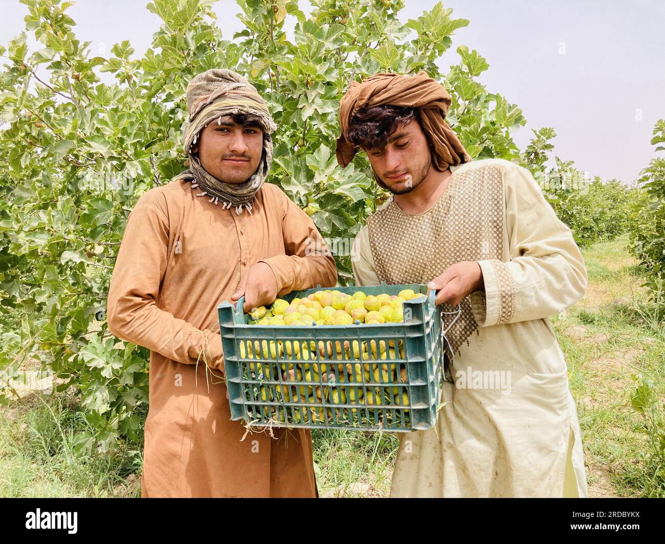 Kandahar, Afghanistan. 20th July, 2023. Afghan farmers carry a box of ...