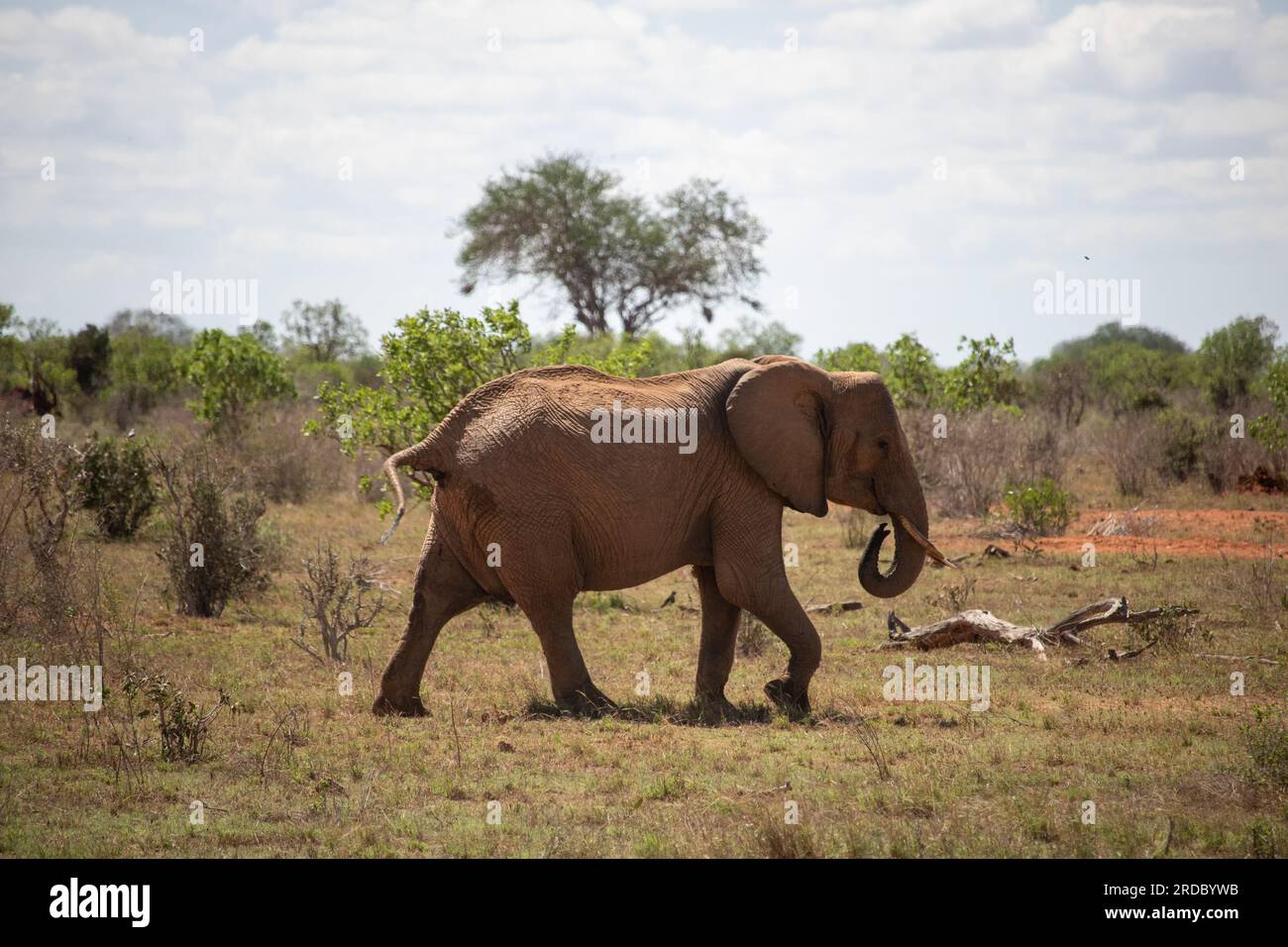 The great mighty red African elephants in Kenya in Tsavo east national ...