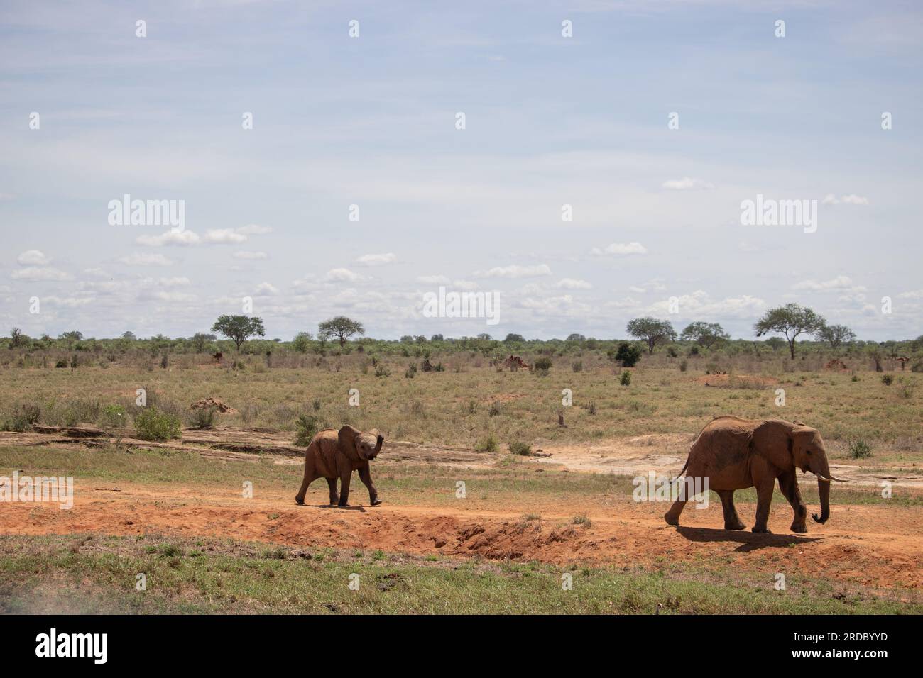 The great mighty red African elephants in Kenya in Tsavo east national ...