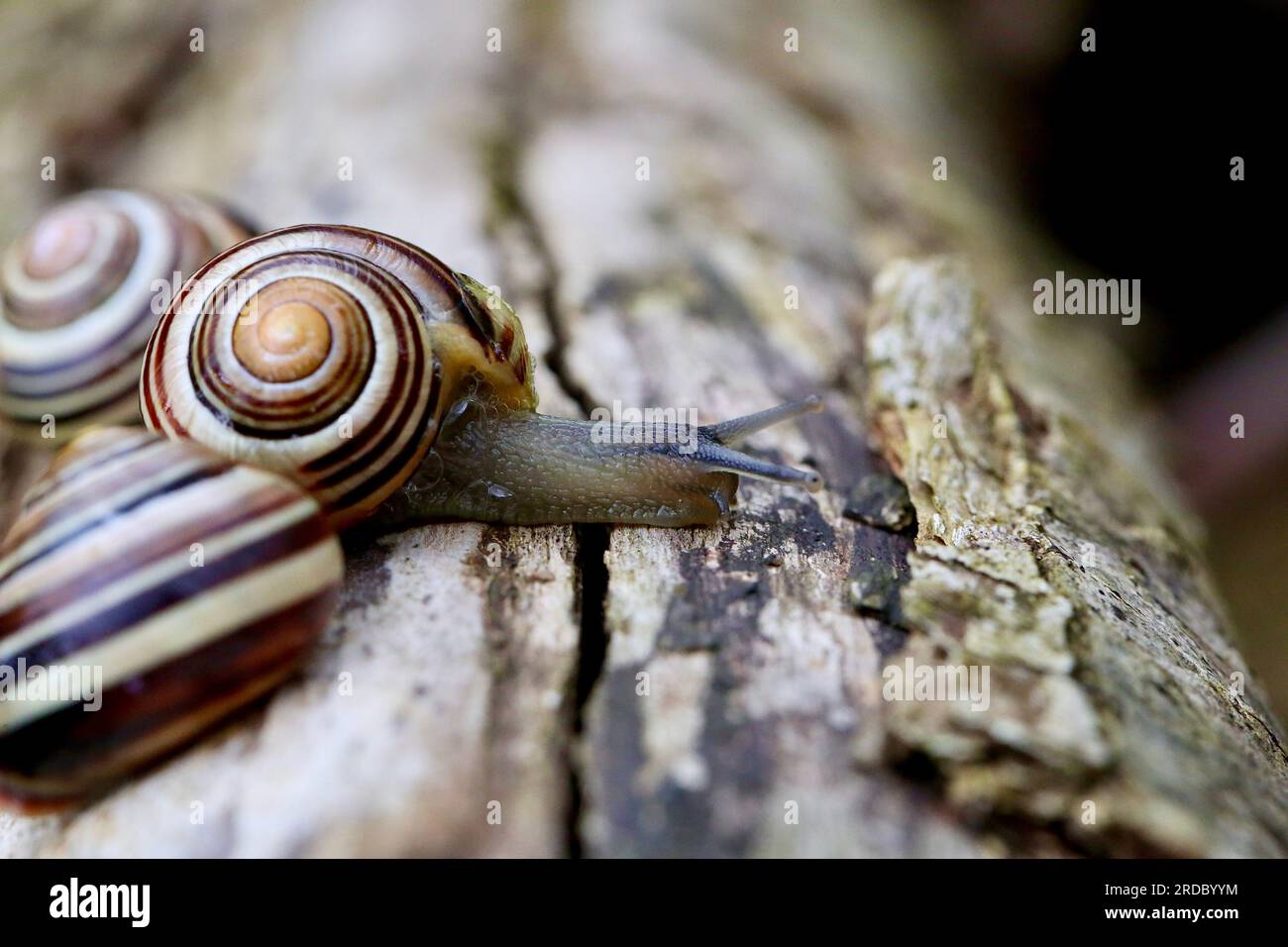 Snails eyes hi-res stock photography and images - Alamy