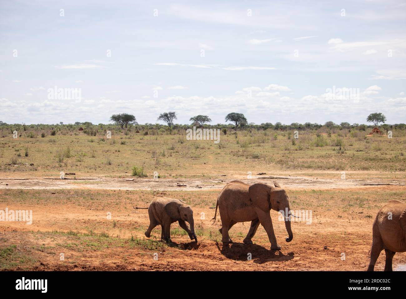 The great mighty red African elephants in Kenya in Tsavo east national ...