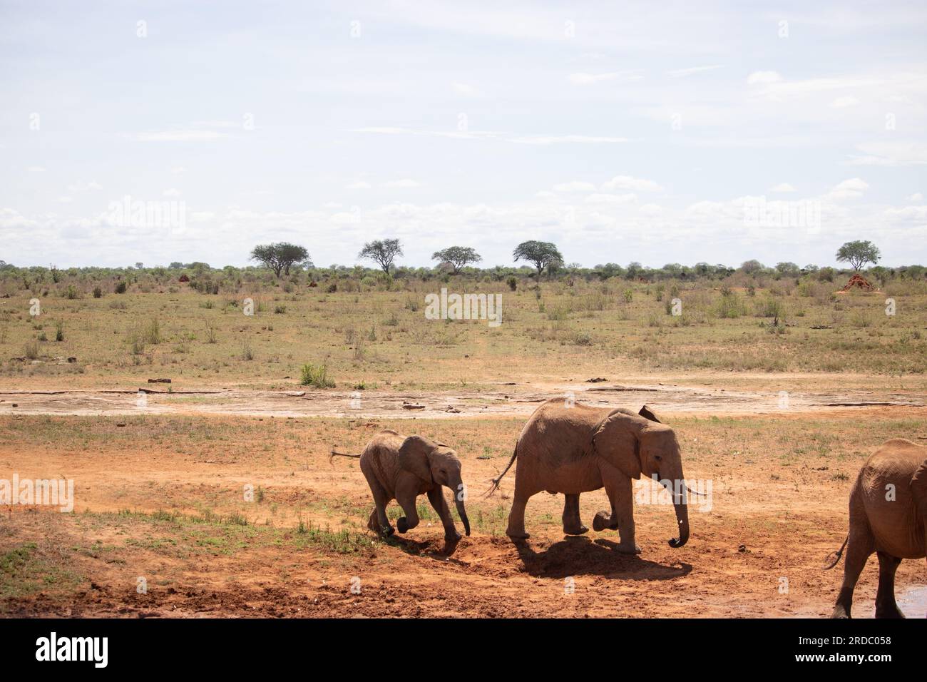 The great mighty red African elephants in Kenya in Tsavo east national ...