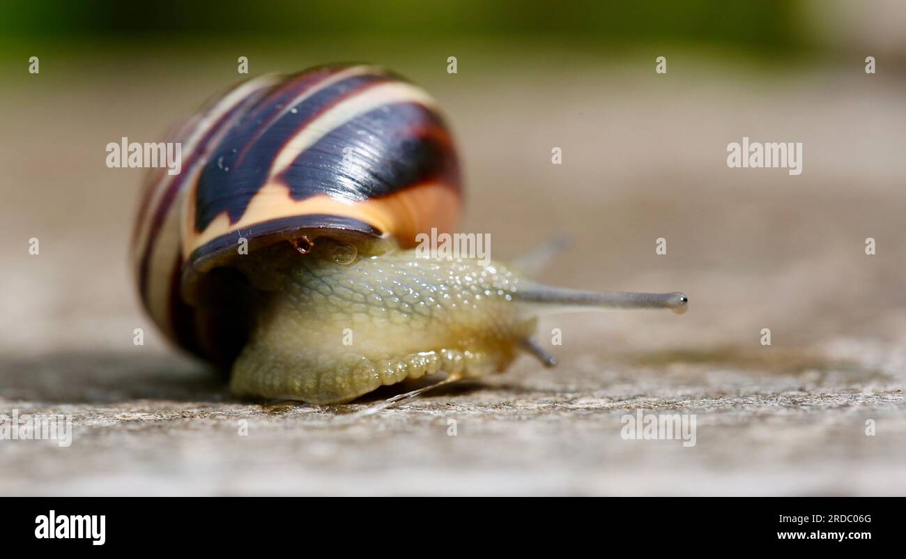 Striped snail shell hi-res stock photography and images - Alamy
