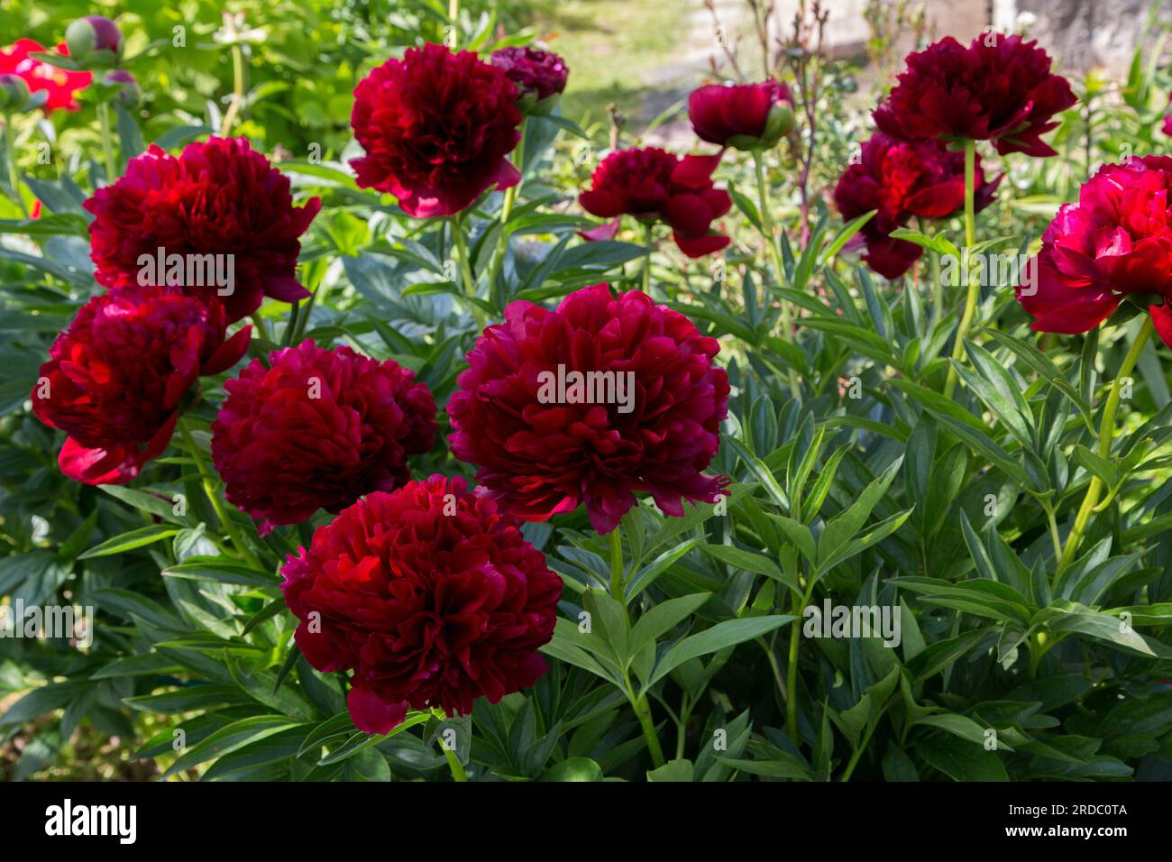 Red Peony albiflora. Paeonia officinalis Command Performance in the ...
