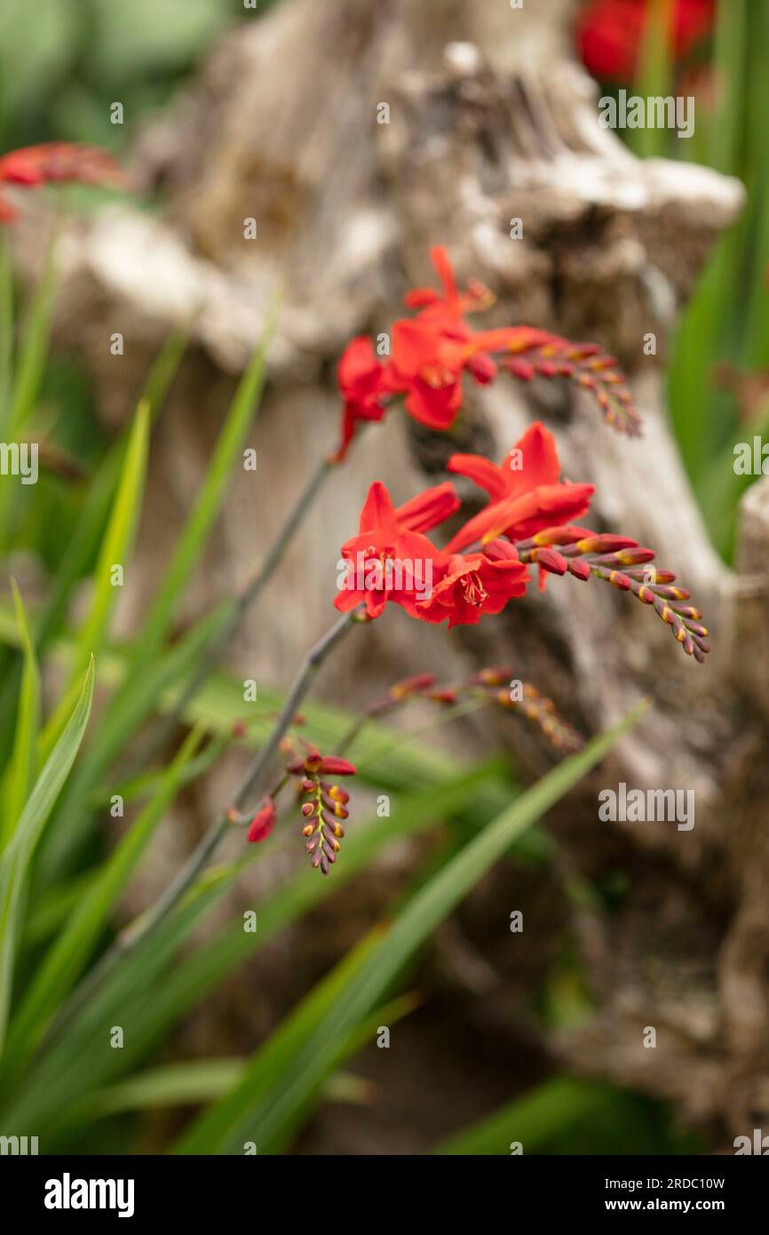 Natural close up flowering plant portrait of the stunningly beautiful ...