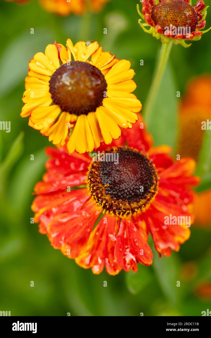 Natural close up flowering plant portrait of Helenium Sahin's early ...