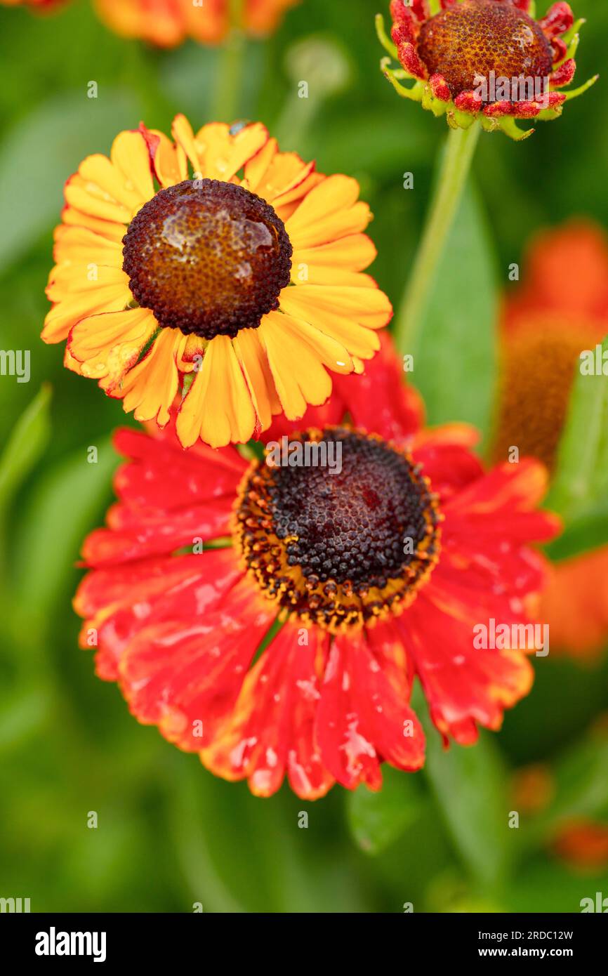 Natural close up flowering plant portrait of Helenium Sahin's early ...