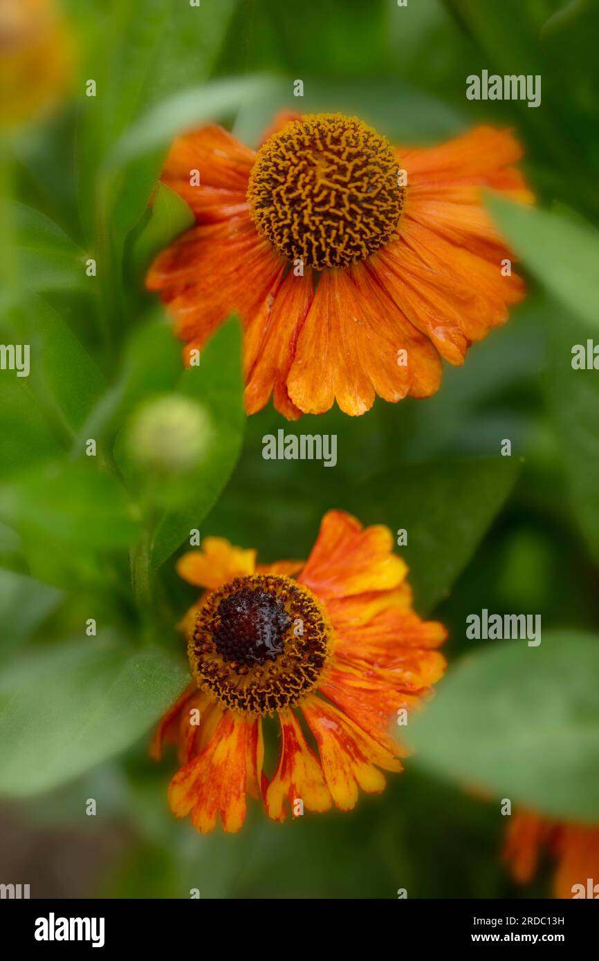 Natural close up flowering plant portrait of Helenium Sahin's early ...