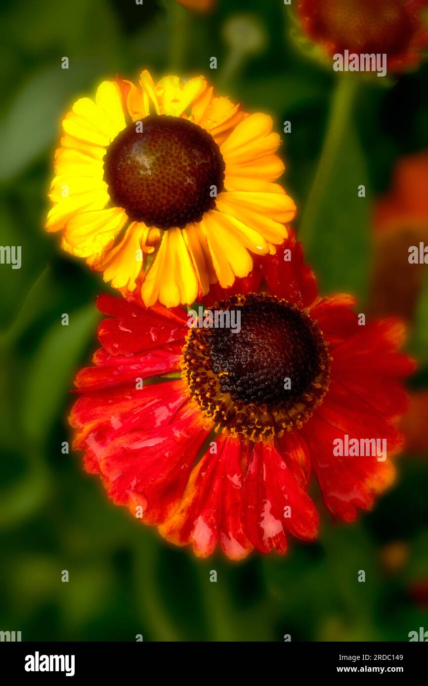 Natural close up flowering plant portrait of Helenium Sahin's early ...
