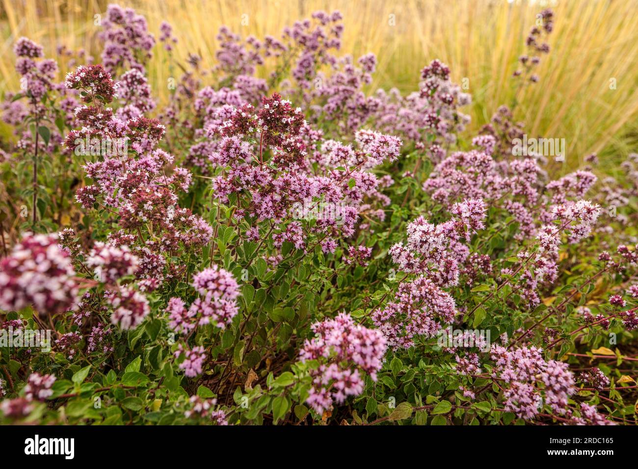 Lovely Origanum Vulgare softened with a background of wispy ornamental ...