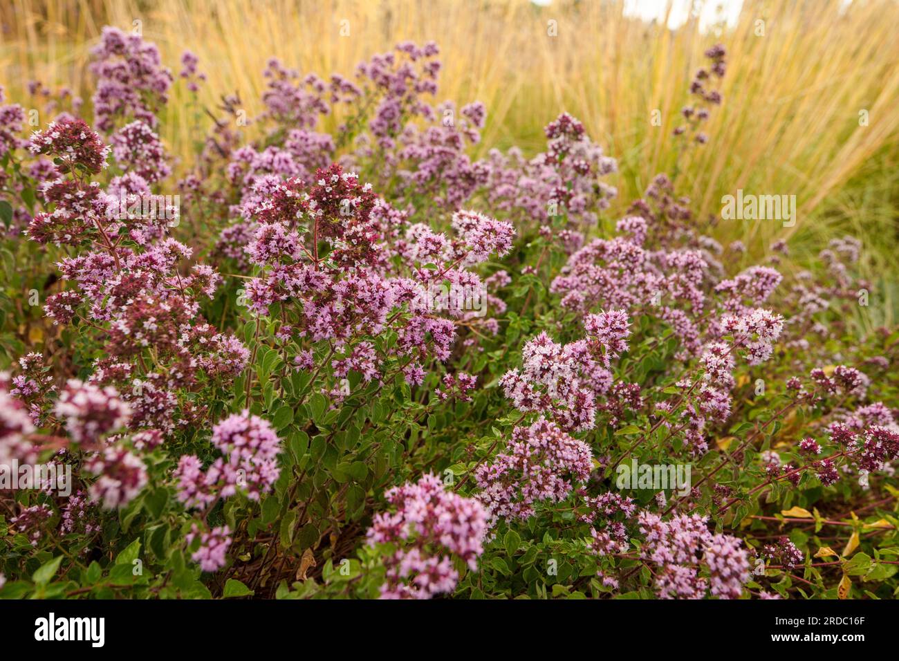 Lovely Origanum Vulgare softened with a background of wispy ornamental ...