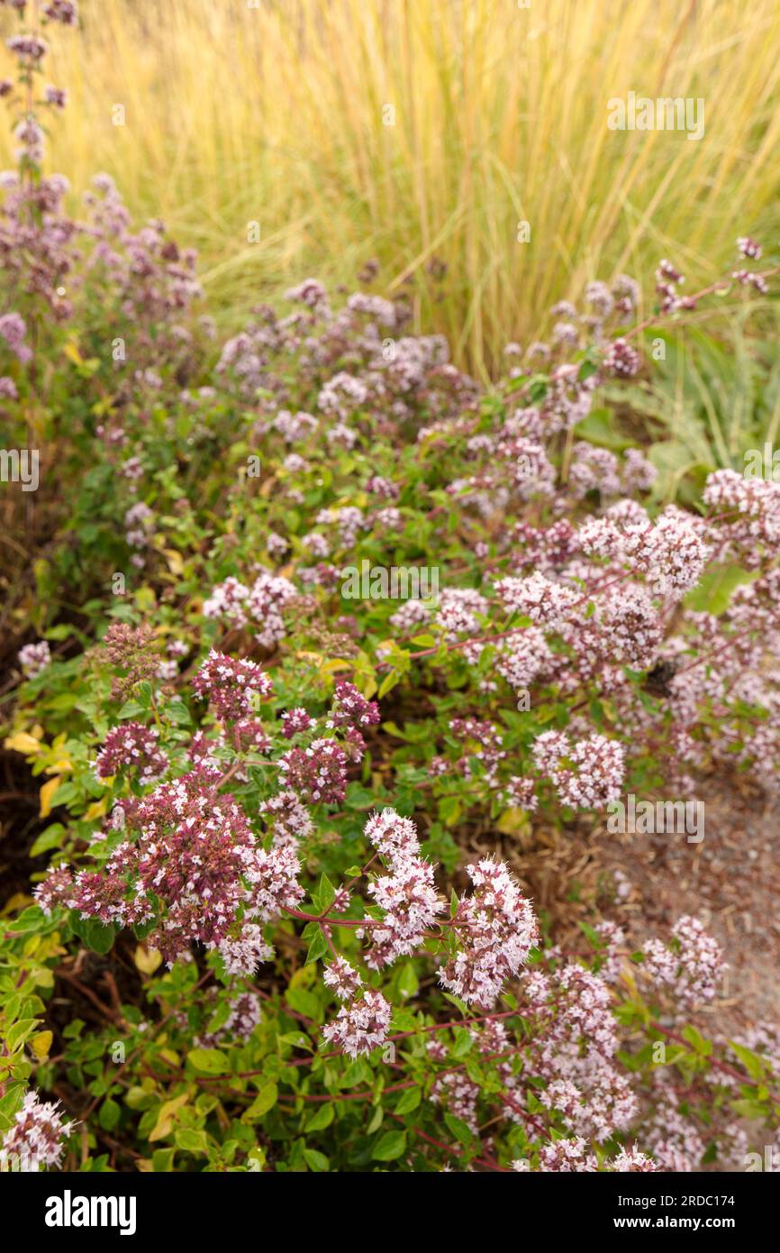 Lovely Origanum Vulgare softened with a background of wispy ornamental ...