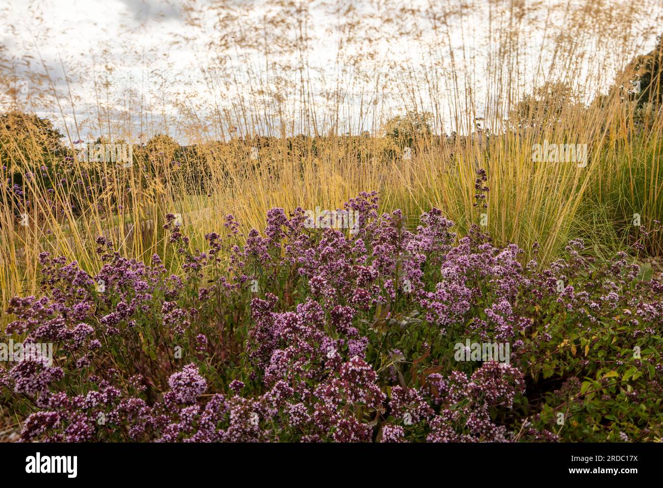 Lovely Origanum Vulgare softened with a background of wispy ornamental ...