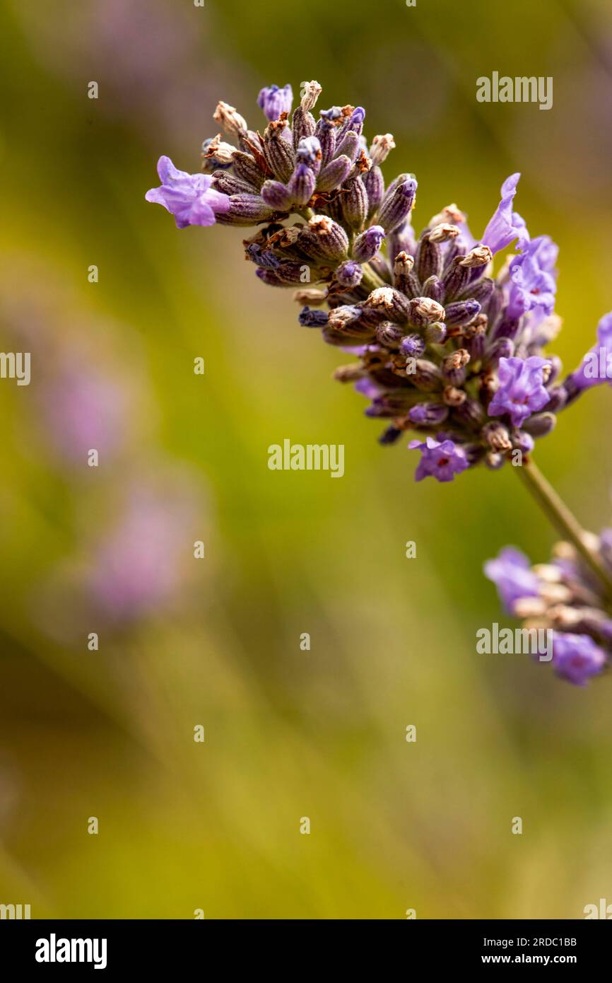 Natural very close up flowering plant portrait of aromatic Lavender ...