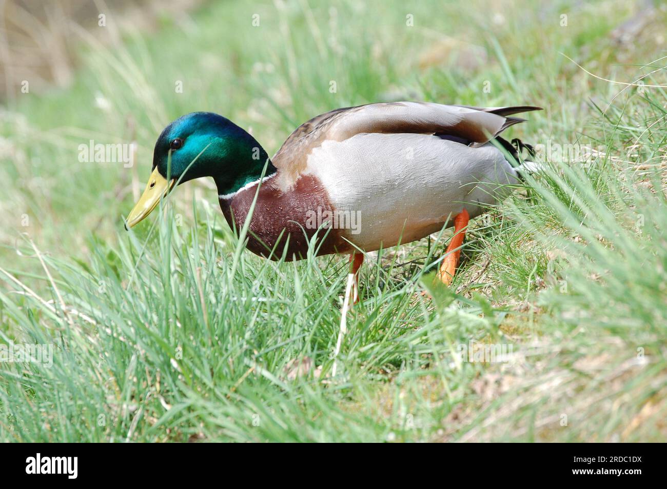 Duffy duck hi-res stock photography and images - Alamy