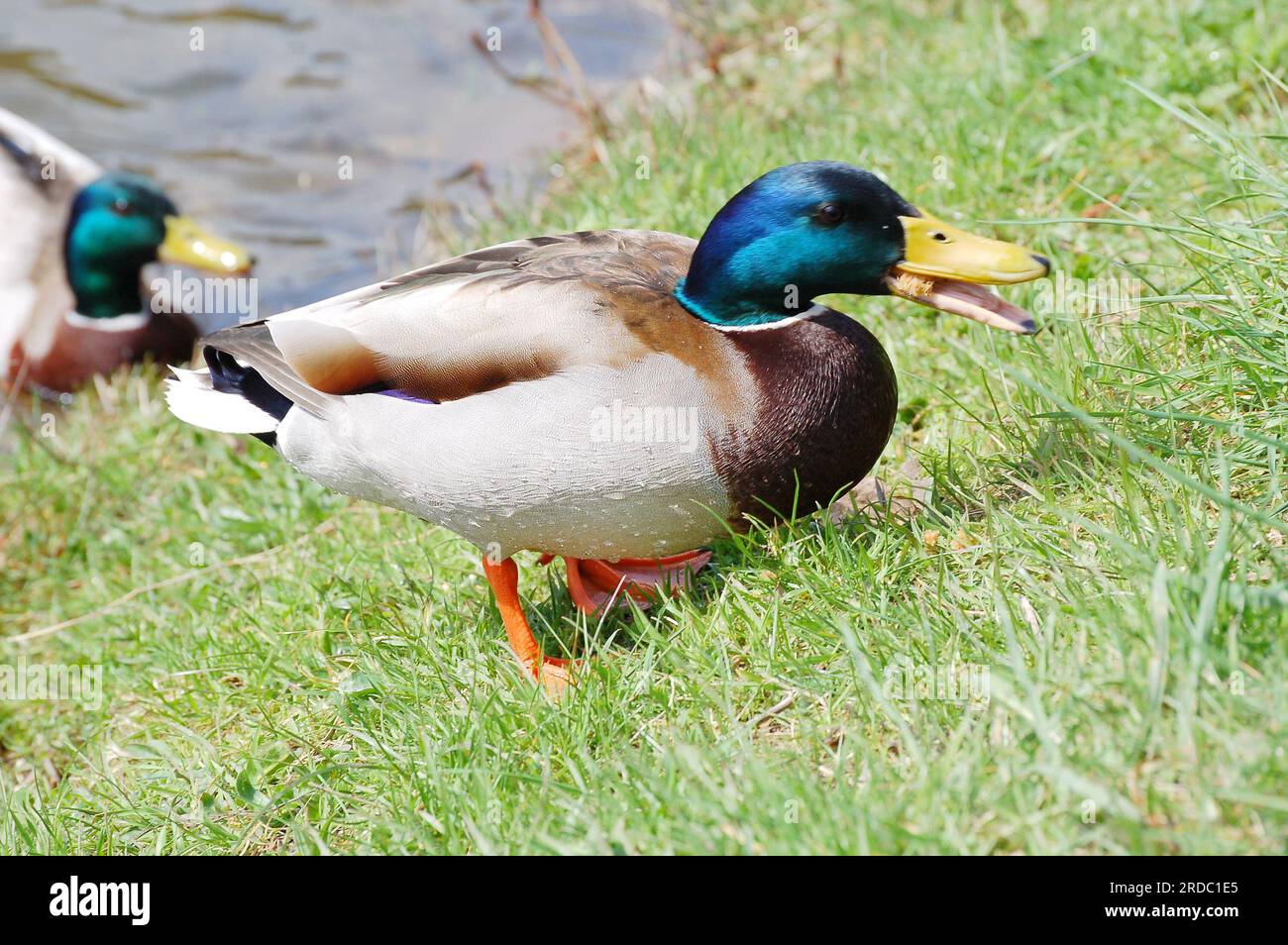 Duffy duck hi-res stock photography and images - Alamy